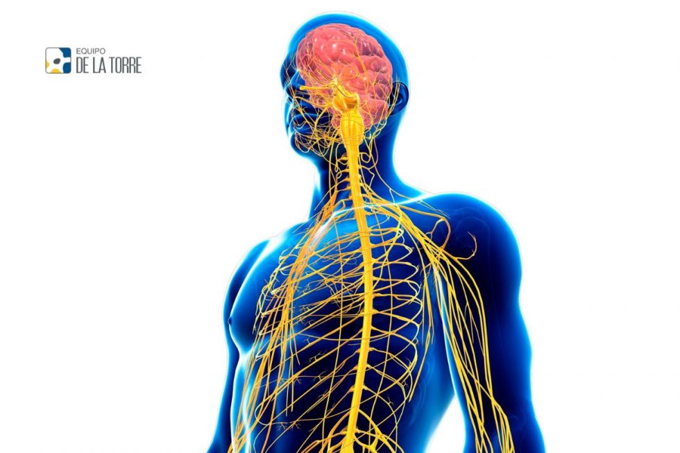Qué es y cómo se estructura el sistema nervioso - Neurocirugía de la Torre
